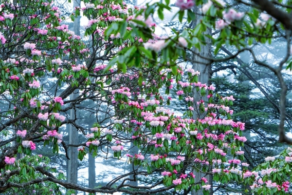 2022瓦屋山珙桐杜鹃季邀您共赏高山花海，游醉美画廊 _TOM旅游