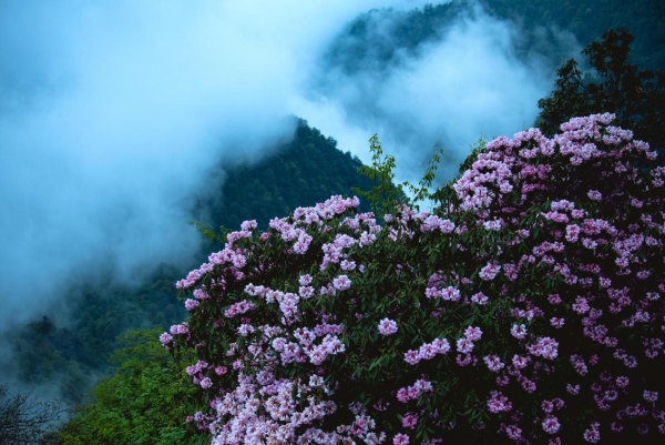 2022瓦屋山珙桐杜鹃季邀您共赏高山花海，游醉美画廊 _TOM旅游