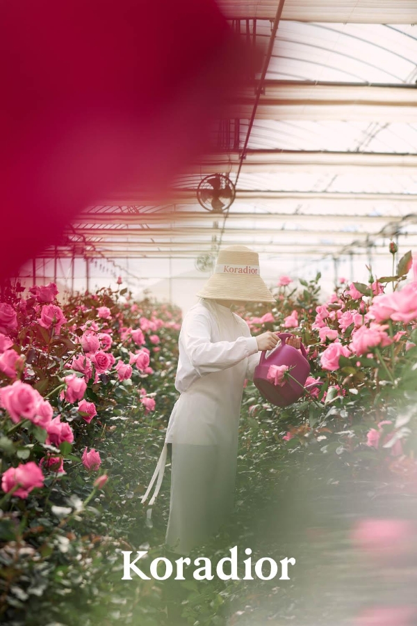 十年花期已至，Koradior珂莱蒂尔推出因浪漫而生的Kora Rose珂莱尔玫瑰_TOM时尚